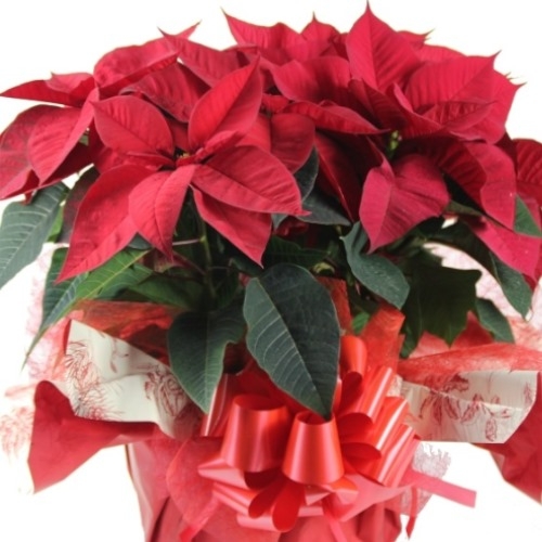 Flores Navideñas | Centros Navideños | Floristería en Gijón